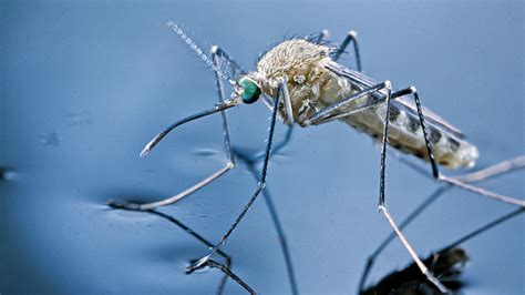 Dengue Fever Cases Rise Globally New Cases Found In Florida