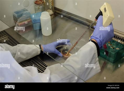 Lab Meat Startup Hi Res Stock Photography And Images Alamy