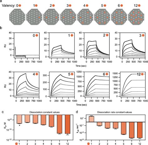 Analysis Of The Low Valency Regime A Schematic Of The Valency Download Scientific Diagram