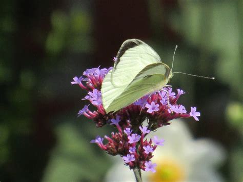 Aridio Silvas Favorites Flickr