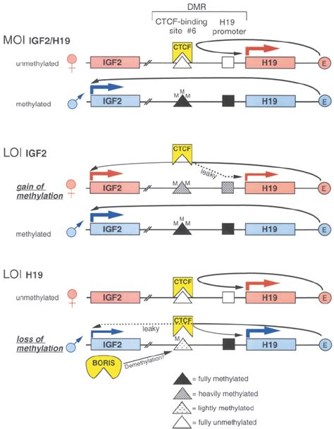 Model Of Methylation Switching Of A Ctcf Binding Site And Igf2h19