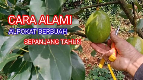 #CARAALAMI AGAR POHON ALPOKAT BERBUAH SEPANJANG TAHUN - YouTube