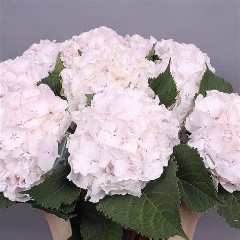 Hydrangea Sweet Verena 60cm Wholesale Dutch Flowers And Florist Supplies Uk