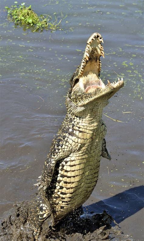 Rhombifer кубинца Crocodylus крокодила нападения Кубинський крокодил ...