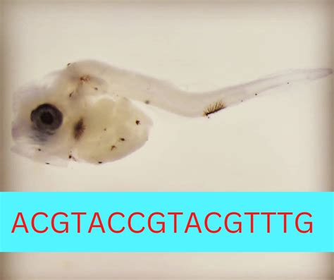 Heres Why A SA Researcher Is DNA Barcoding Fish Larvae FBIP