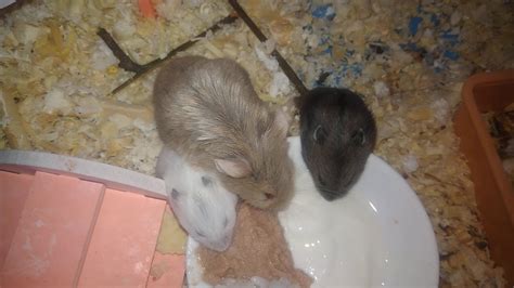 Моя семья и другие животные Хомяки подростки Youtube