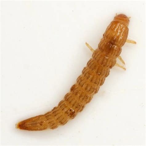 Comal Springs Riffle Beetle Heterelmis Comalensis Bugguide Net