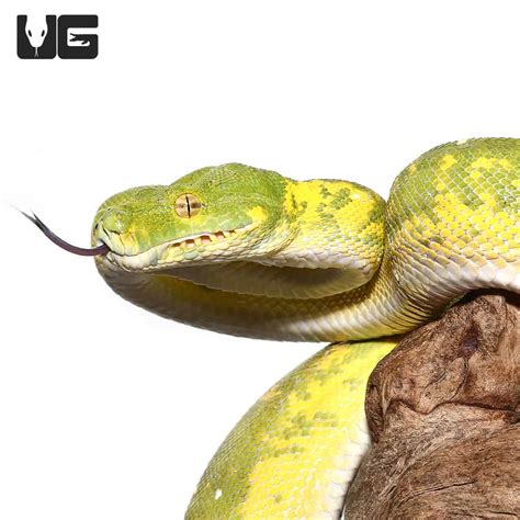 White Green Tree Python