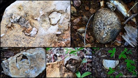 Flowers And Fossils Along The Arizona Trail Geogypsy