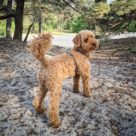 Full Grown Standard Poodle