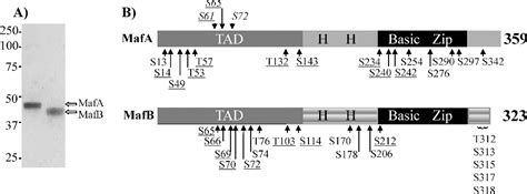 Figure 1 From Phosphorylation Within The Mafa N Terminus Regulates C