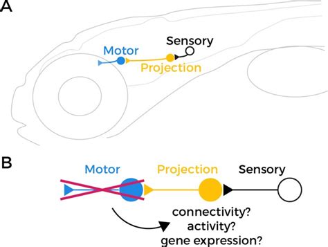 Neuronal Development Rethinking Sensorimotor Circuits Elife