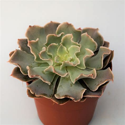 Echeveria shaviana peregrina - Suculandia
