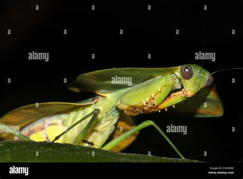 A Shield Mantis Hood Mantis Or Hooded Mantis Or Leaf Mantis Or