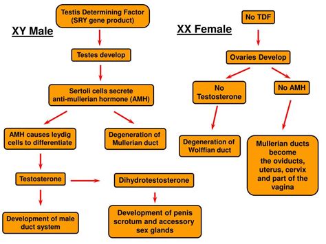 PPT Significance Of DHT PowerPoint Presentation Free Download ID