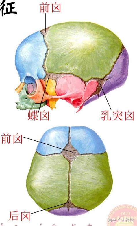 系统解剖学笔记1 颅骨 知乎