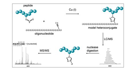 Click Chemistry Generated Model Dnapeptide Heteroconjugates As Tools