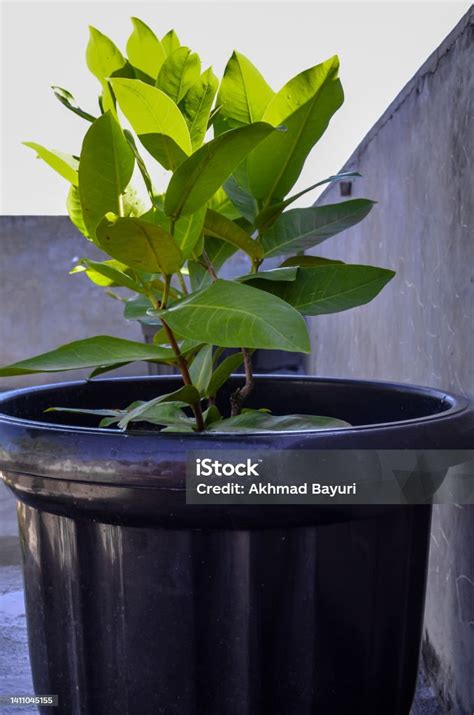 Pohon Jambu Biji Muda Foto Stok Unduh Gambar Sekarang Alam Awal Konsep Baki Istock