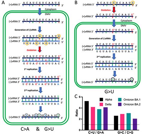 Scielo Brasil The Sars Cov 2 Mutation Landscape Is Shaped Before
