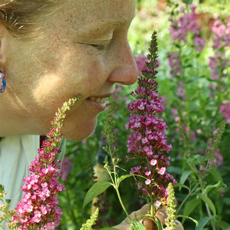 Buddleia Raspberry Sensory Pinders Nursery