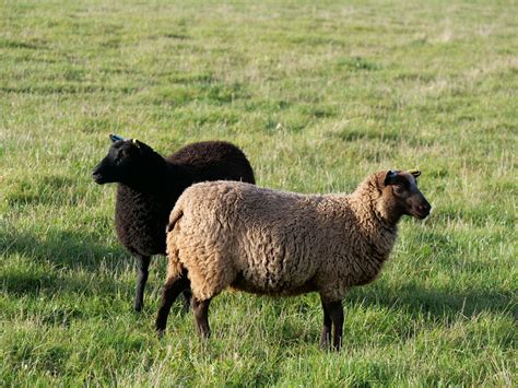 Garronbrook Shetlands For Sale Shetland Sheep Society