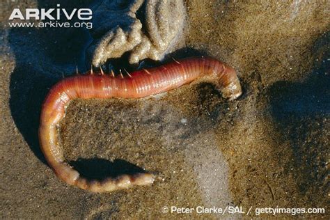 Lugworm Alchetron The Free Social Encyclopedia