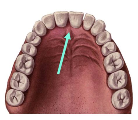 Where Should I Place The Tip Of My Tongue Artofit