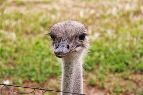 Cute Ostrich Wallpapers Wallpaper Cave