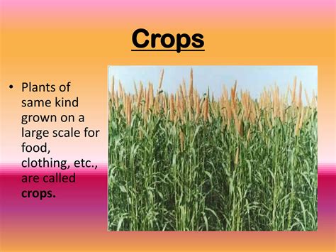 CROP PRODUCTION AND MANAGEMENT PPTX
