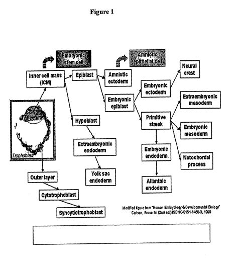 Amnion Derived Cell Compositions Methods Of Making And Uses Thereof Eureka Patsnap