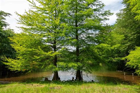 25 Trees That Thrive In Clay Soil When Nothing Else Will