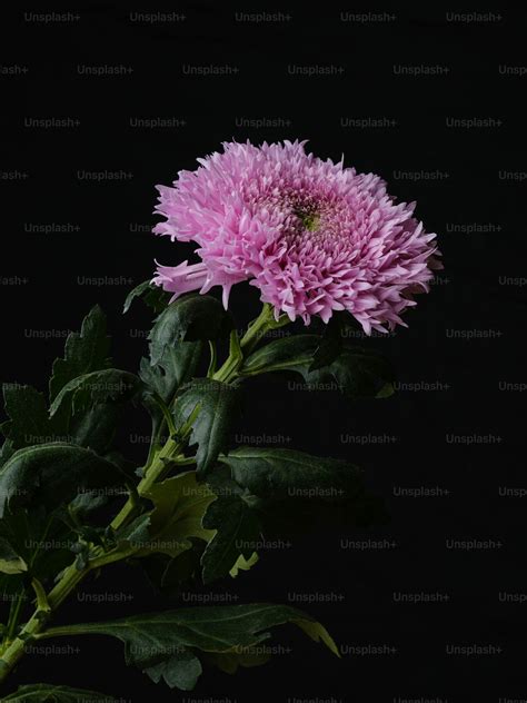 검은 바탕에 녹색 잎이있는 분홍색 꽃 사진 Unsplash의 꽃 이미지