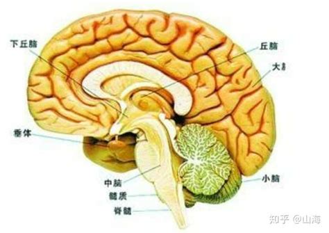人的脑垂体在哪里？ 知乎
