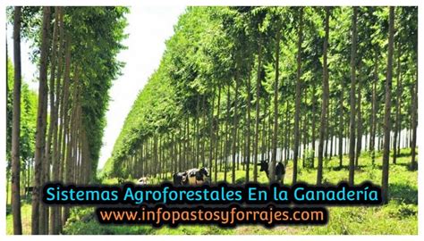 El Mirar La Actividad Agropecuaria En Conjunto Los Sistemas