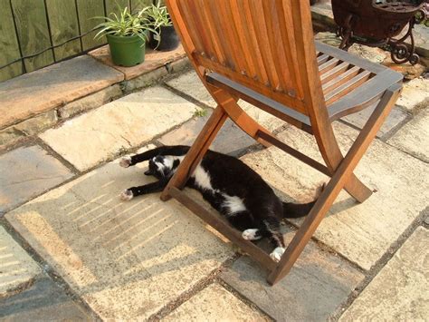 My Beautiful Cat Felix Of Unknown Age Who Sadly Fucking Died In 2013