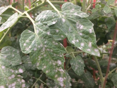 3 Reasons For White Spots On Tomato Leaves And How To Fix Tomato Bible