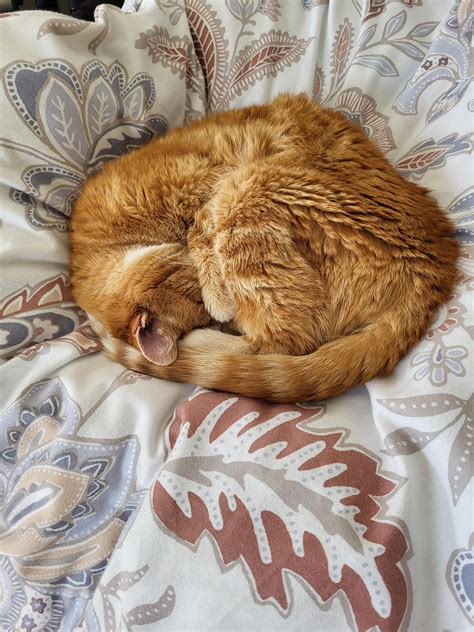 Kitty Ball R Gingercats