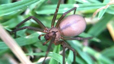 Brown Recluse Spiders Habitat