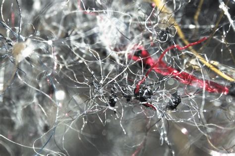 Close Wool Fiber Under Microscope 12 Photos Libres De Droits Et