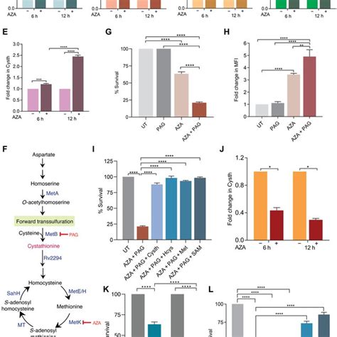 Sam Depletion Signals Resetting Of The Transsulfuration Pathway In Mtb