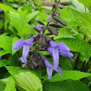 Salvia Rockin Blue Suede Shoes Rockin Series Middleton Nurseries