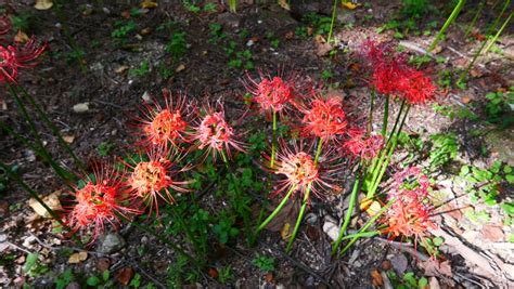 경상북도 가볼만한곳 김천 직지사 꽃무릇 단풍나무길 네이버 블로그