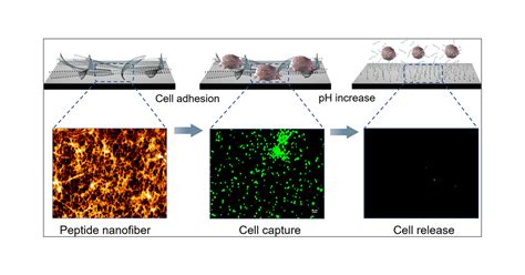Smart Adhesive Peptide Nanofibers For Cell Capture And Release Acs Biomaterials Science