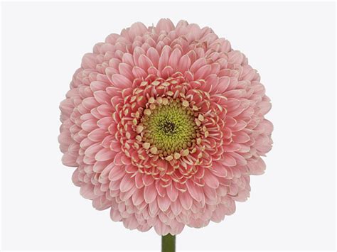 Gerbera Mini Globose Pomponi Rosita