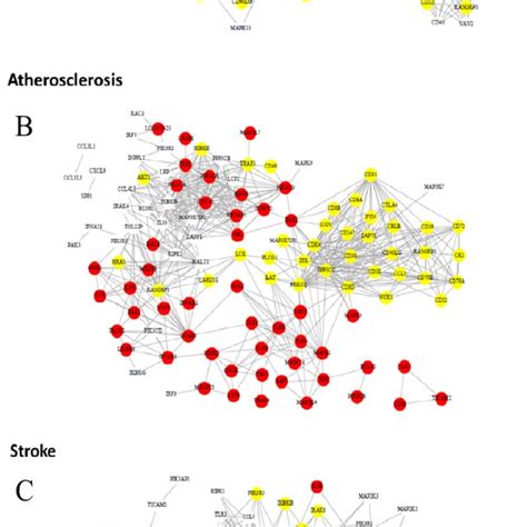 topology overlap matrix tom based connectivity network in the tlr