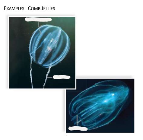 Biolvngerth H Ctenophora Diagram Quizlet