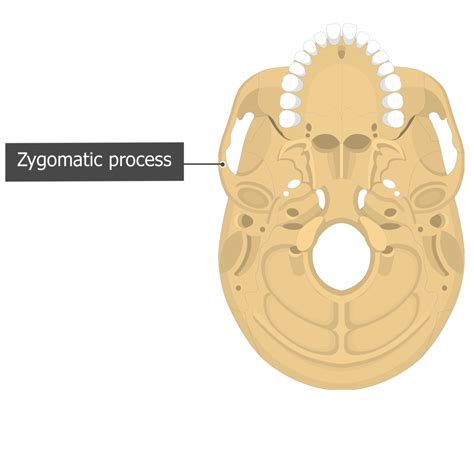 Temporal Bone Anatomy And Labeled Diagram Getbodysmart 52 Off