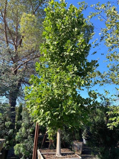 Liriodendron Tulipifera Tree Liriodendron Tulipifera Fastigiata