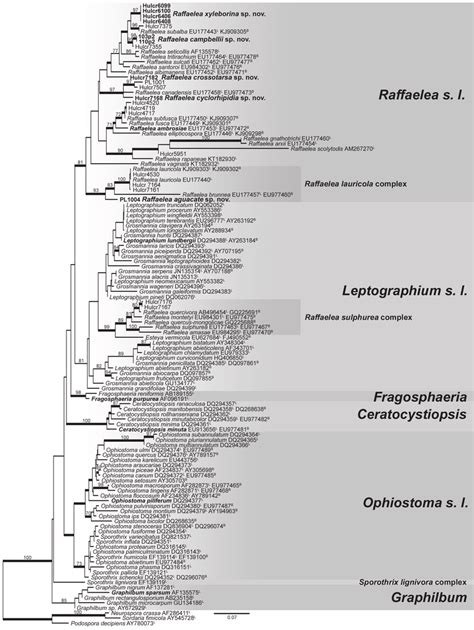 best ml tree from garli analysis of 28s rdna and t data matrix of