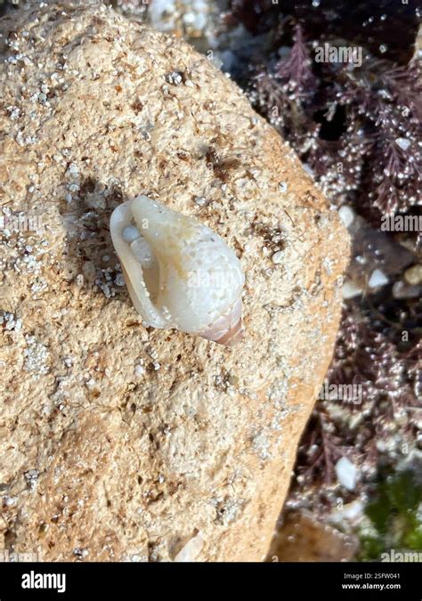 Rustic Dove Shell Columbella Rustica Mollusca Puerto De Campos Ses